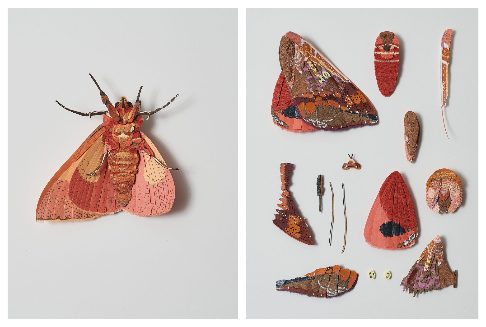 Deconstruct the notions of natural history in this magnified art ...