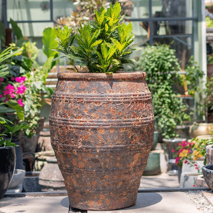 Celebrate monsoon gardens with this new ceramic pot collection ...